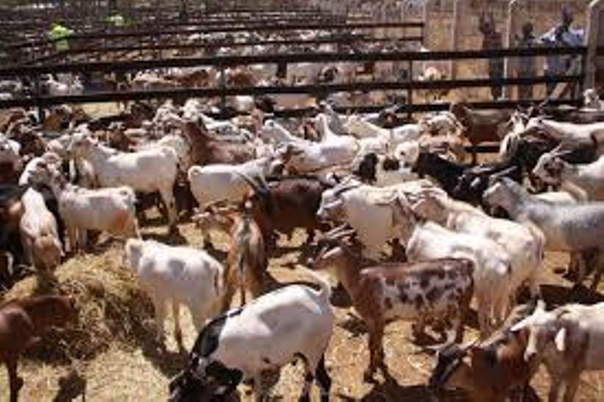 3 counties planning to open livestock auction